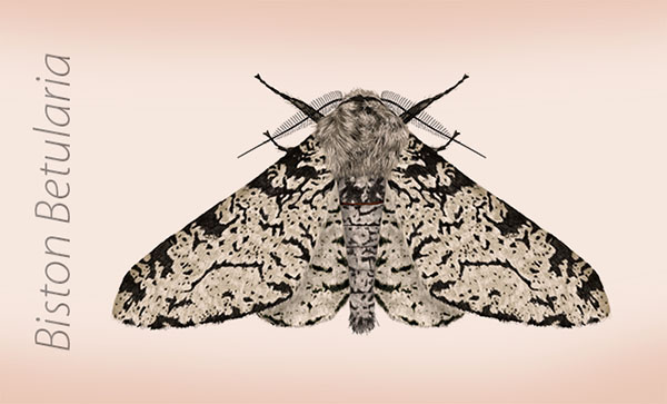 Biston betularia illustration