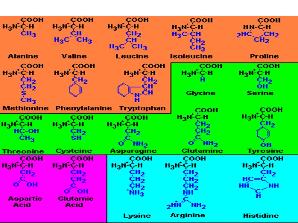 BIOQUIMICA - 2DO AÑO OFICIAL. : Aminoácidos y Proteínas