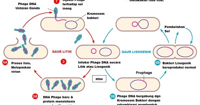 galihghungs blog: Daur Lisis dan Lisogenik Virus