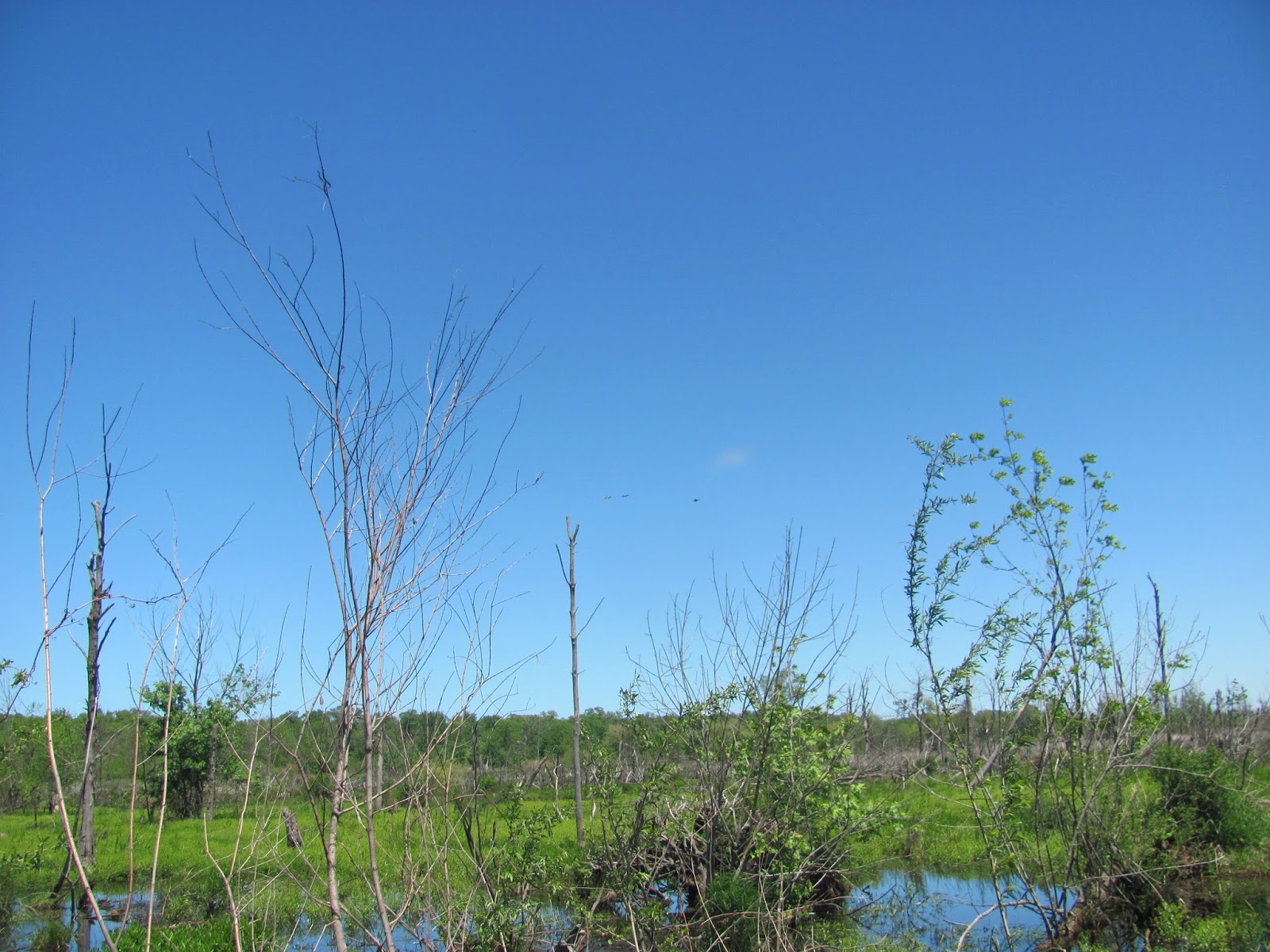 Terri of the Trails: Walking the "Creepy Swamp": the Great Marsh Trail ...