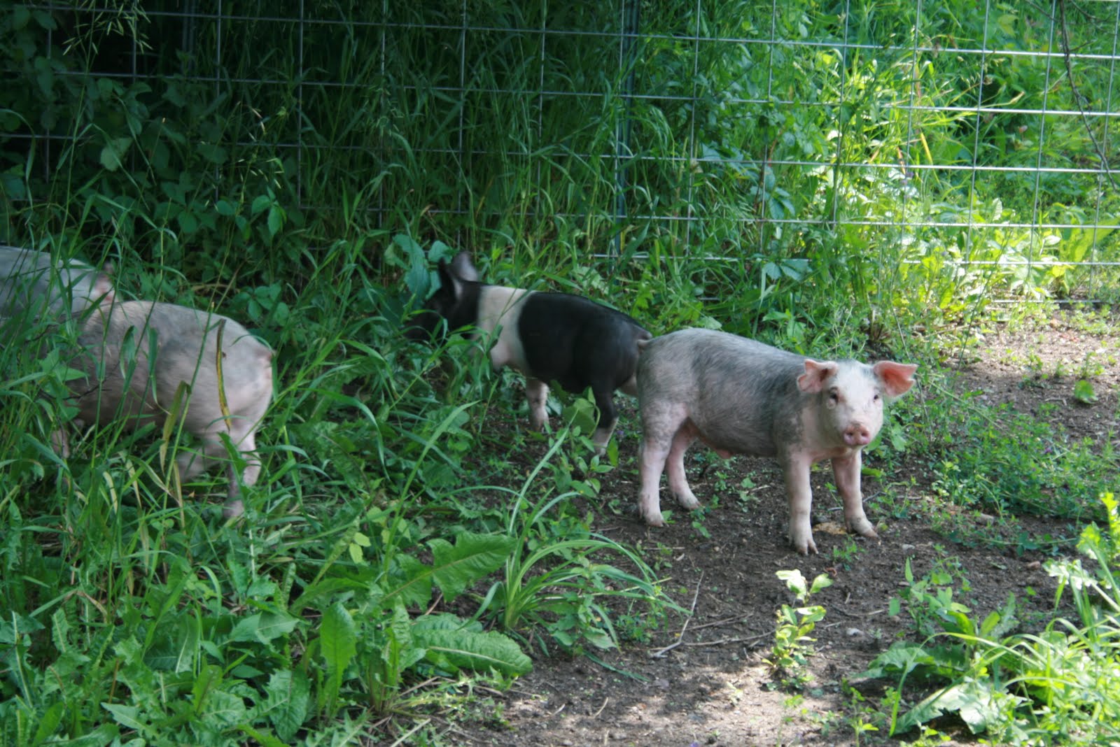 SEEDS Farm: PIGS! Compost, and Surround