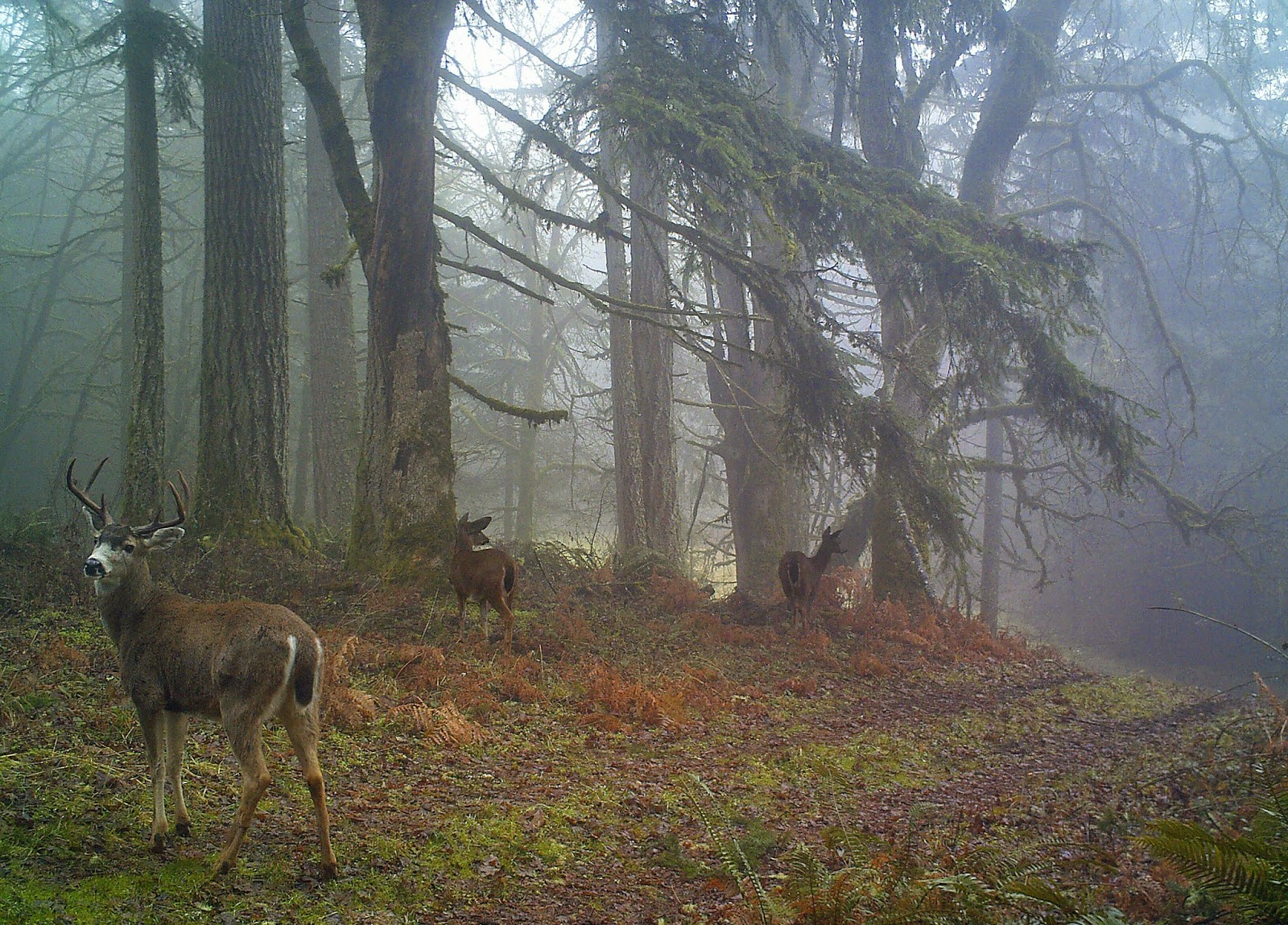 The good life: deer, elk, and fences