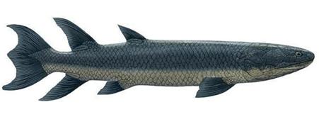 Blog de la Vida Prehistórica: Eusthenopteron