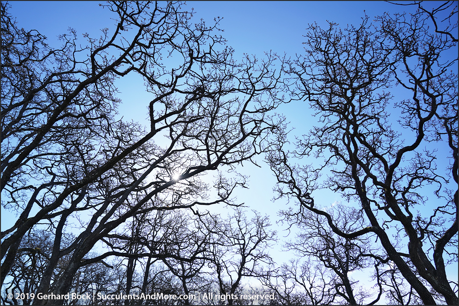 Late March, Victoria, British Columbia: it's spring, I guess?