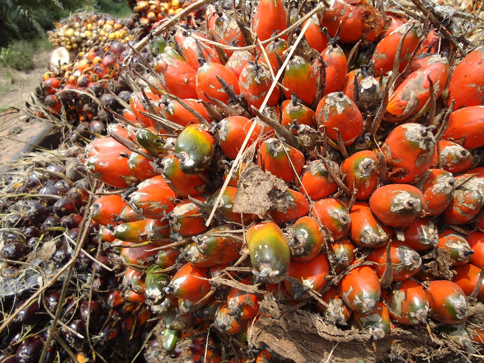 UMA MULHER ENCANTADA: DENDEZEIRO....