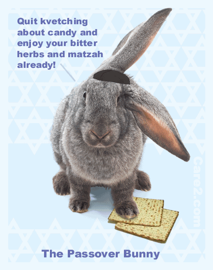 Cat and DOG Chat With Caren: Passover Starts Tonight At Sunset