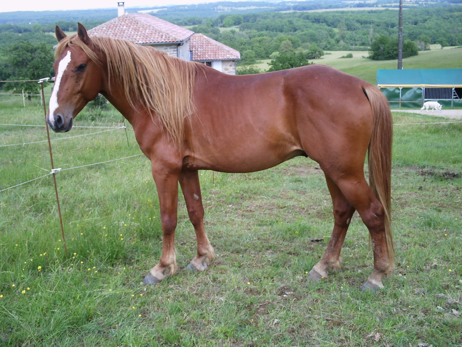 Le cheval canadien: Etalon Torino