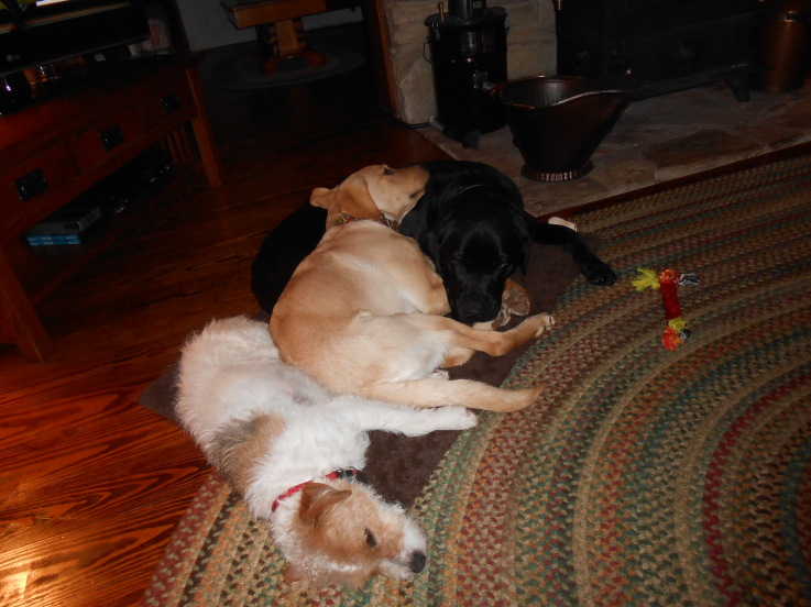 Susquehanna Service Dogs: SSD Irwin: A Puppy Who Hops To It