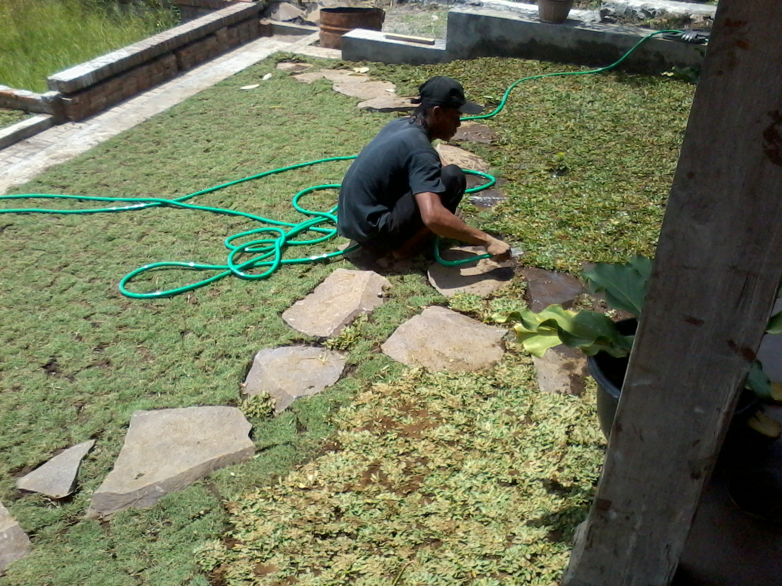 penanaman rumput gajah mini dan jepang di jalan anggur sumbersekar ...