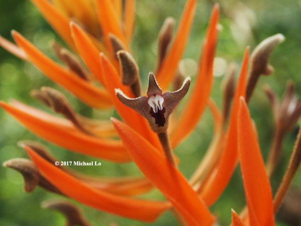 The rainforests of Borneo & Southeast Asia: Eria ornata (wild orchid ...