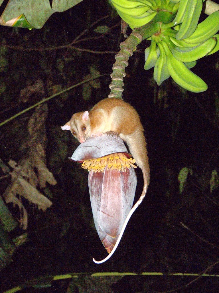 Variety of Life: Didelphidae