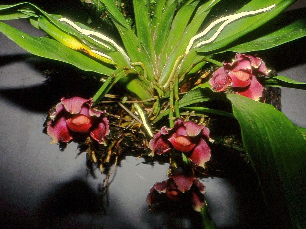 Pescatoria pulvinaris care and culture | Travaldo's blog