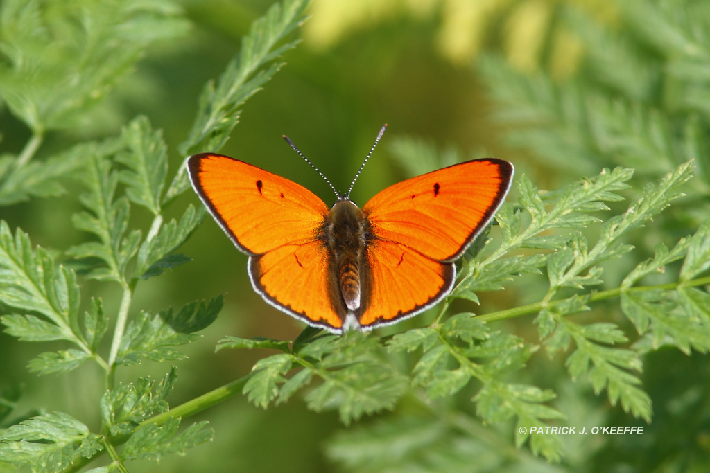 Raw Birds: LARGE COPPER BUTTERFLY (Lycaena dispar) male, Bihar Plain ...
