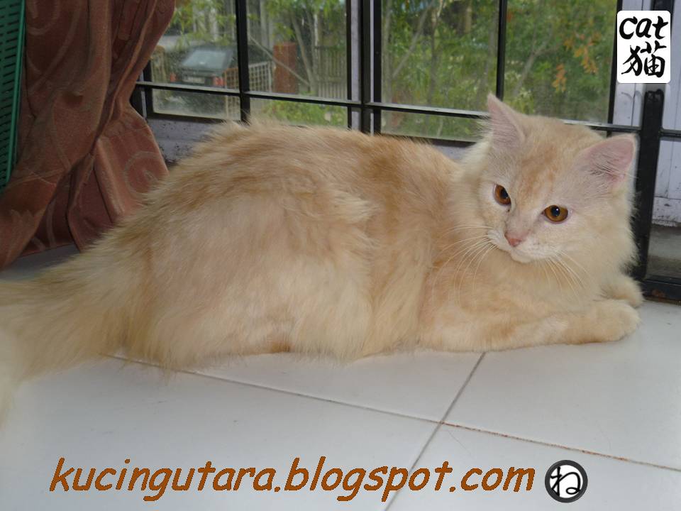 Kucing Utara: Memilih kucing jantan atau betina