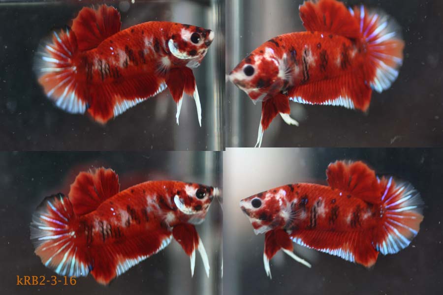 Bettazone: Betta of the week : Koi red/black