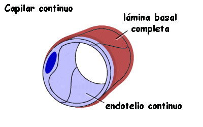 El Sistema Cardiovascular