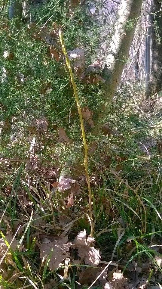 Divlja šparoga: O divljoj šparogi