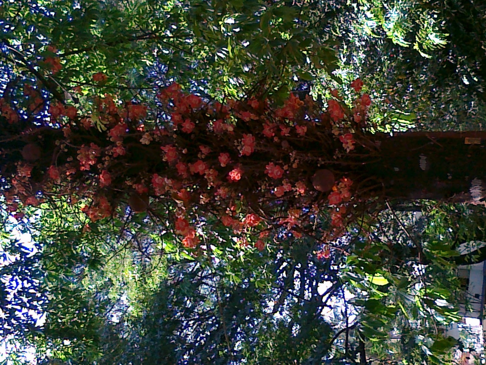 PURANIC OR HISTORIC: NAGA LINGA TREE