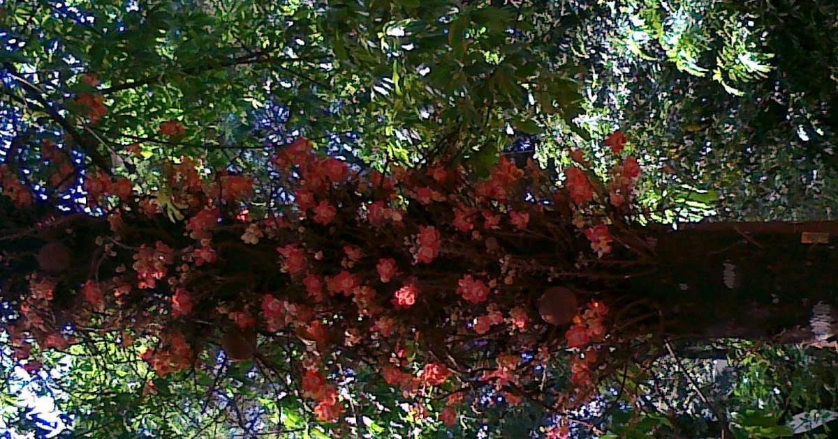 PURANIC OR HISTORIC: NAGA LINGA TREE