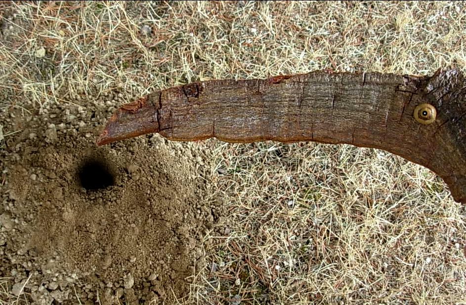 Madeira viva: Papa-formigas 2 / Carreiro de formigas / Menino escondido ...