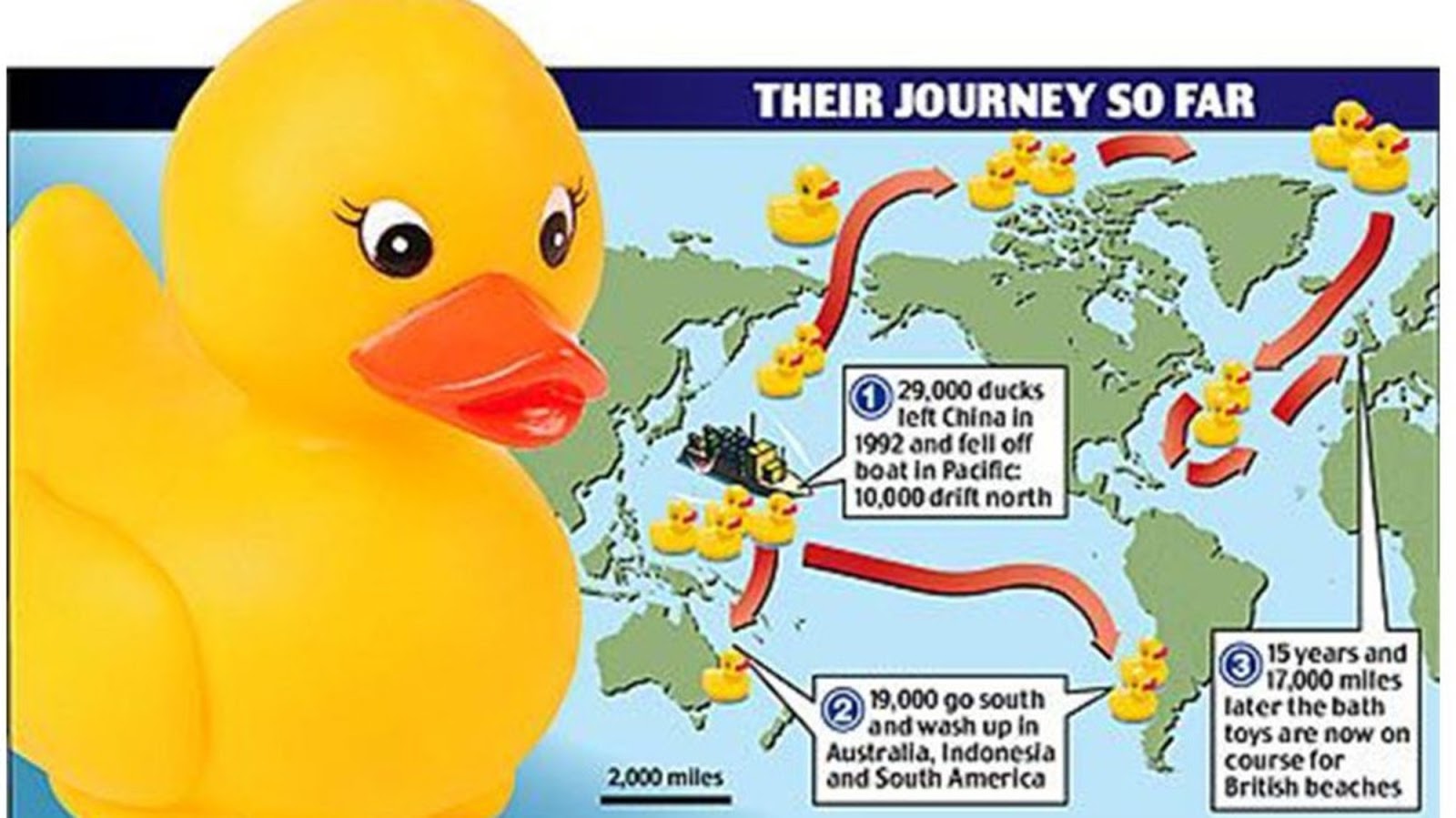 Il blog di Paolo Merenda: Friendly Floatees, le paperelle viaggiatrici