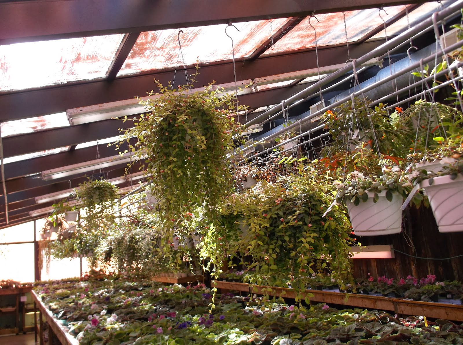 New York State of Mind: THE VIOLET BARN-FLOWERS,FLOWERS AND MORE FLOWERS