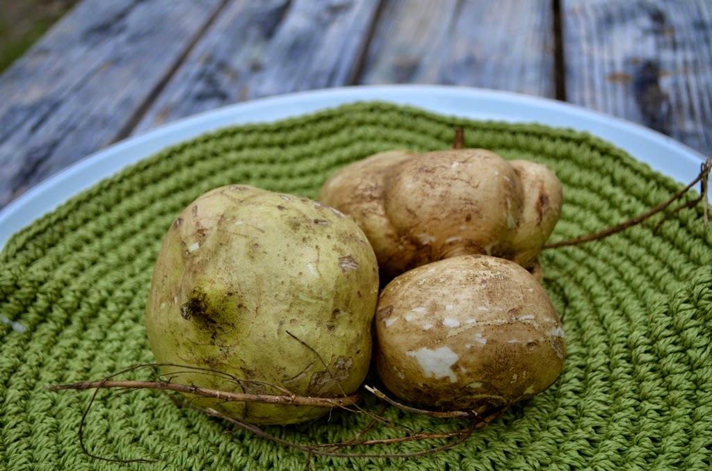 Harmony Valley Farm: Vegetable Feature: Jicama