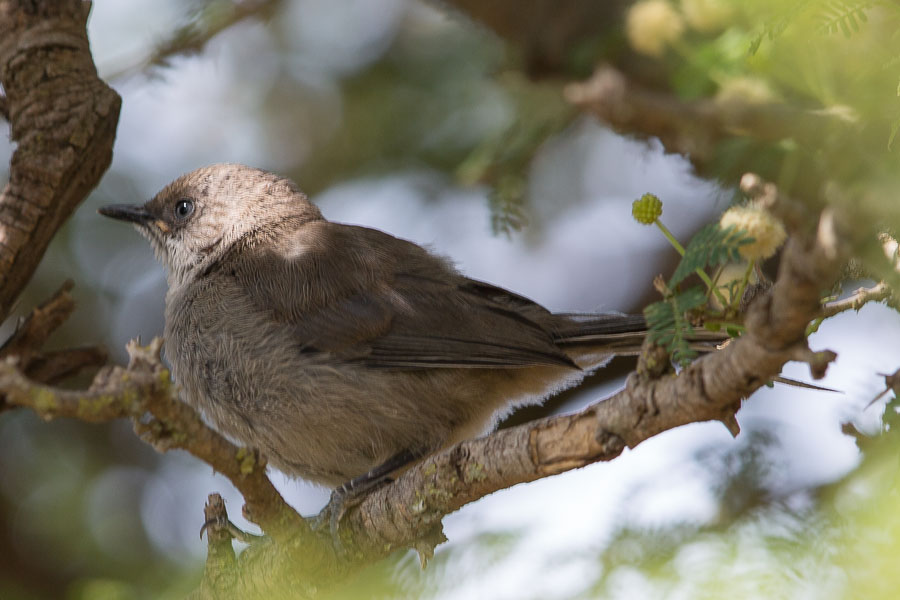 Birds of Saudi Arabia: Tanumah Park