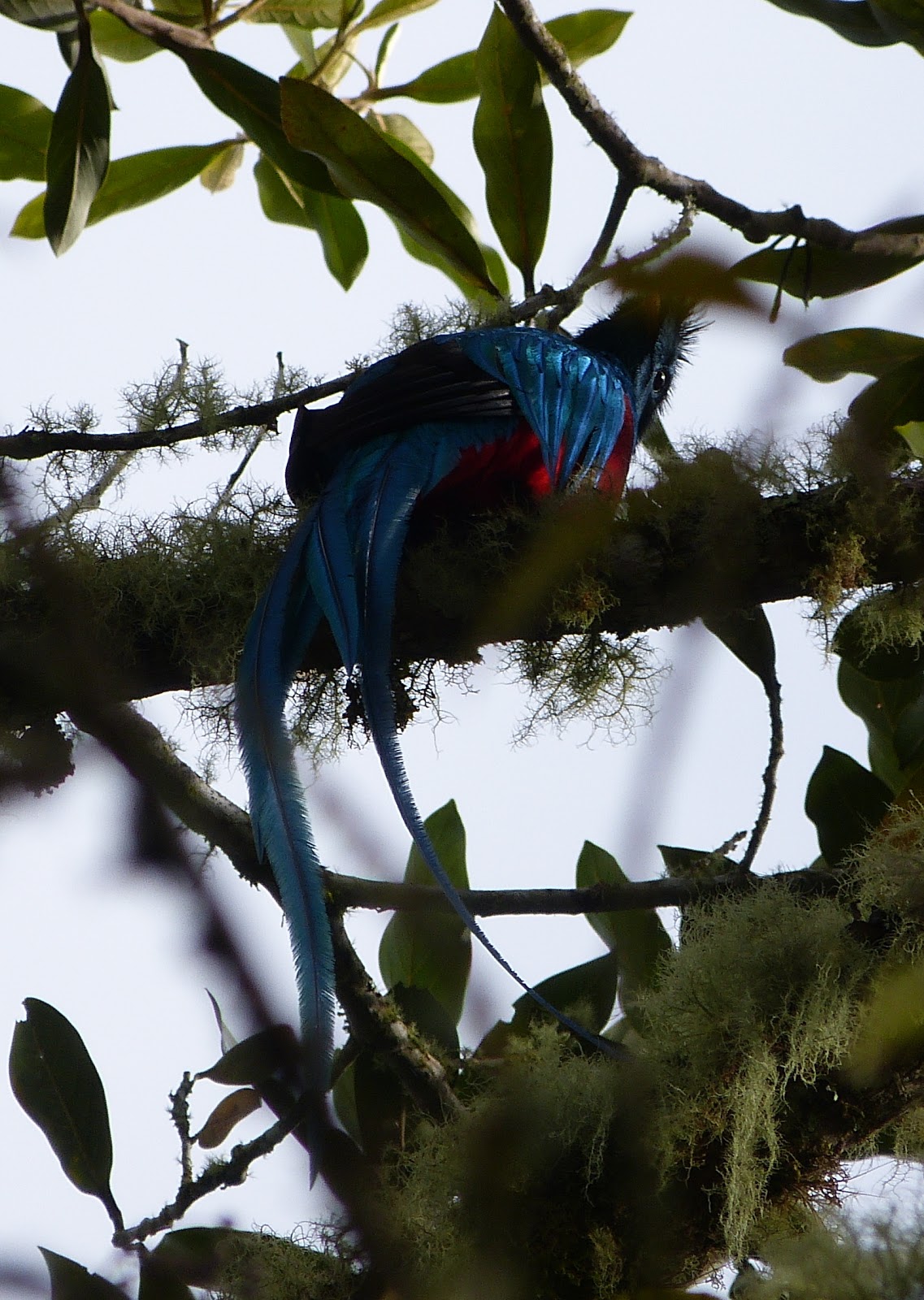 Norfolk County Naturalist: Resplendent Quetzal !!! - Feb 3rd, 2013