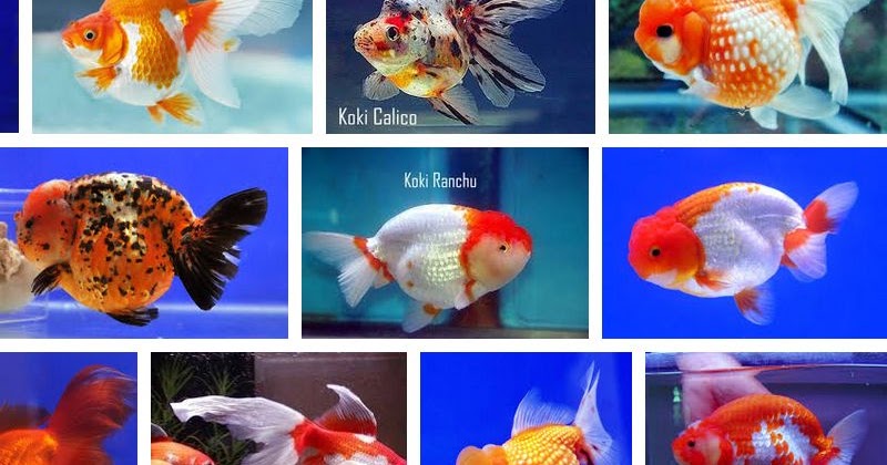 38+ Gambar Koi Panda - Ikan Center