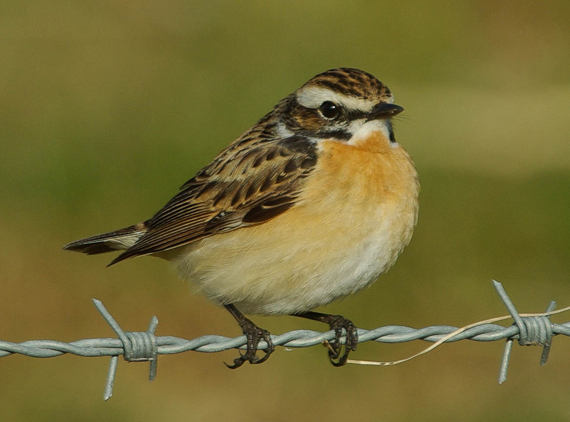 We Bird North Wales: Great Orme April 27th - Whinchat show off.