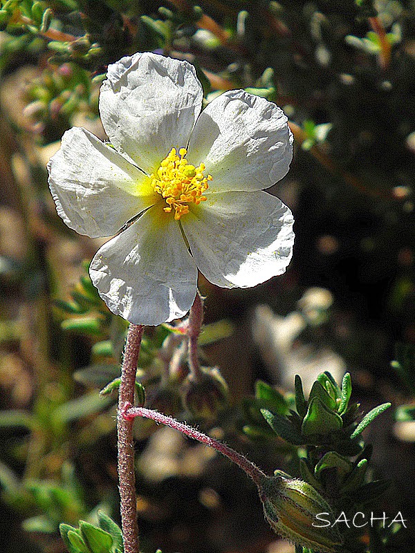 Un jour....Une photo !: Fleurs de garrigue