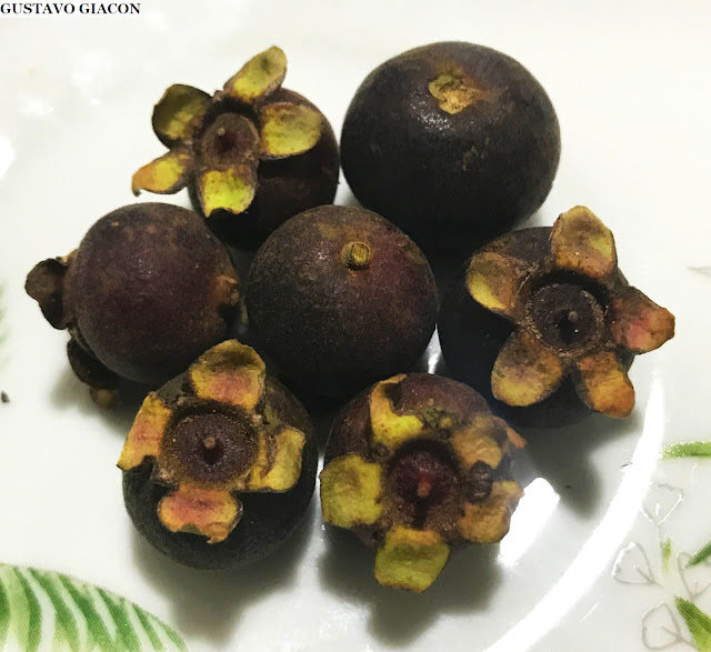 Viveiro Ciprest - Plantas Nativas e Exóticas: Guabiroba Roxa ...