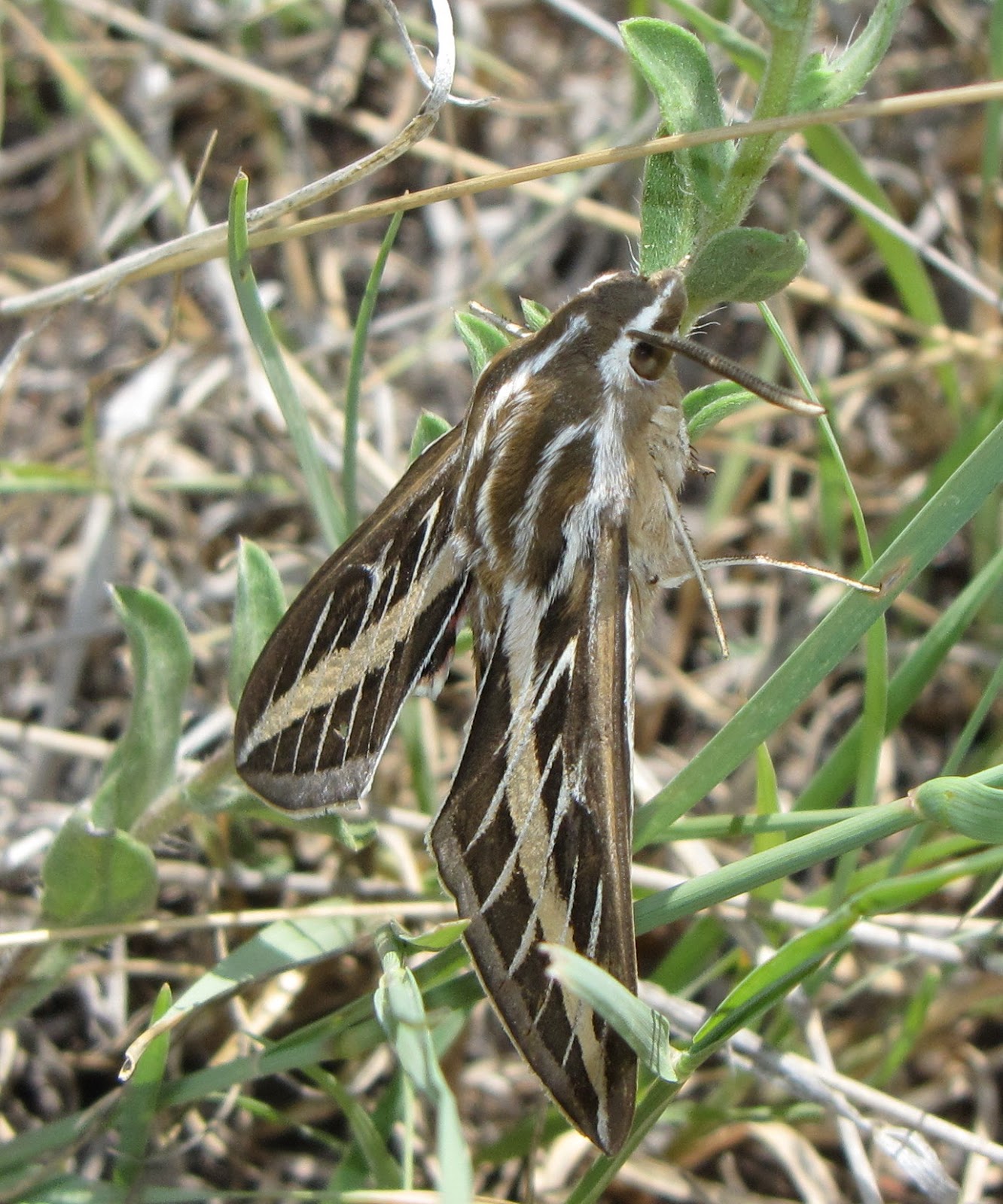 Bug Eric: White-lined Sphinx ("Hummingbird Moth")