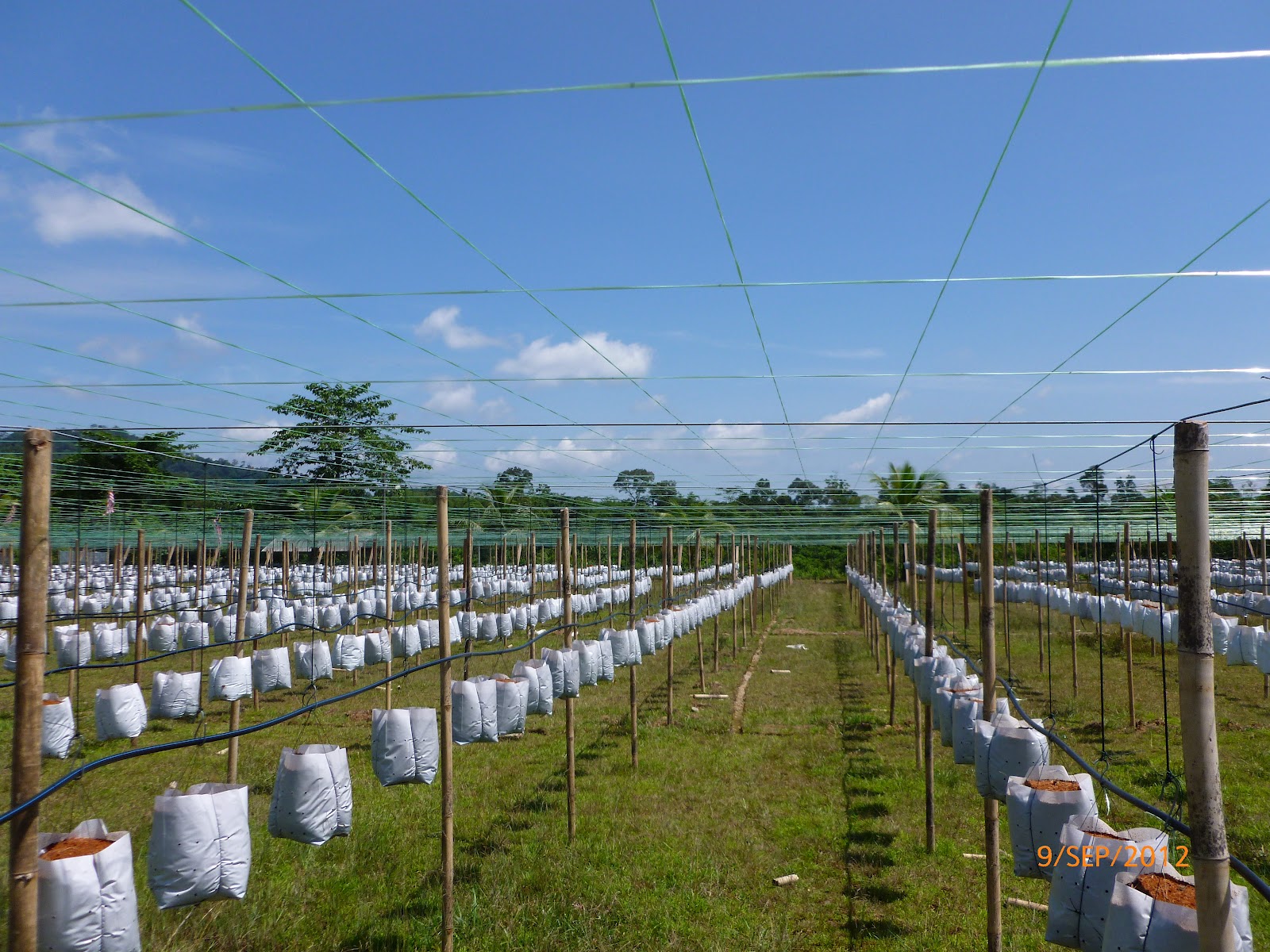 KEHIDUPAN DALAM BIDANG PERTANIAN: TEKNOLOGI PERTANIAN BARU