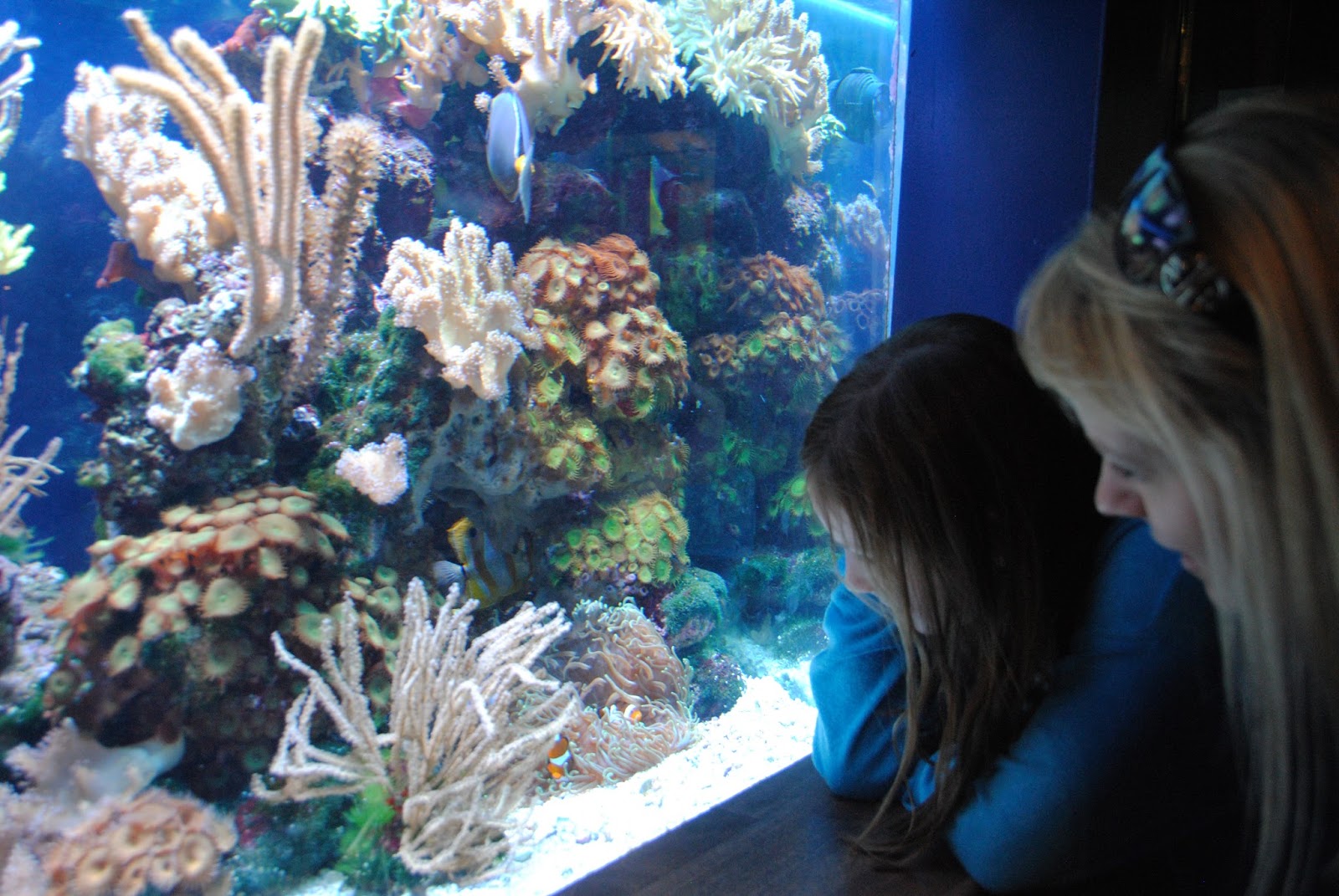 the Grabers: Going to the Tulsa Aquarium