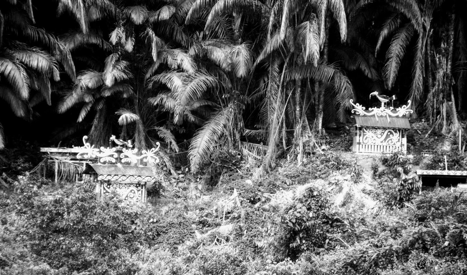 U'a and the other tongue of Punan people