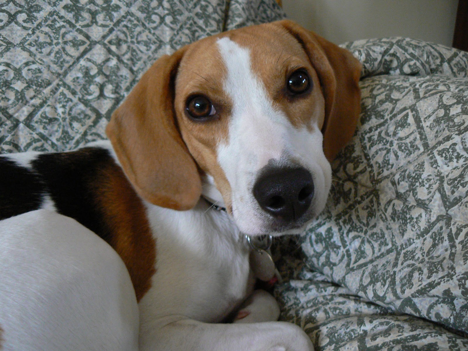 Autumn Cottage Life: Meet Millie our mad Beagle!