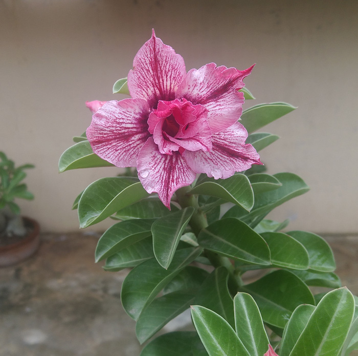 September 2018 | Bonsai Adenium Plant