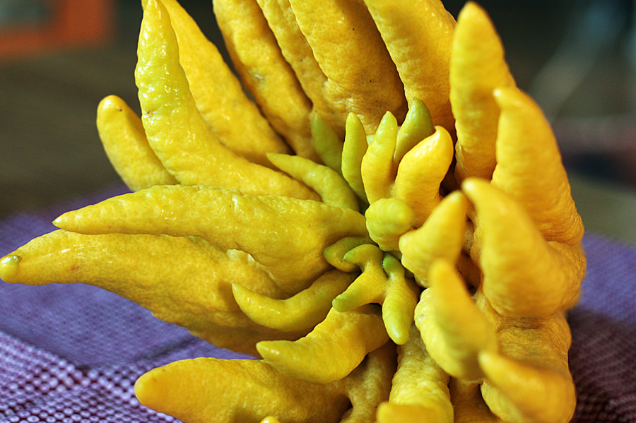 Andrea's Easy Vegan Cooking: Buddha's hand | fabulous recipe testing ...