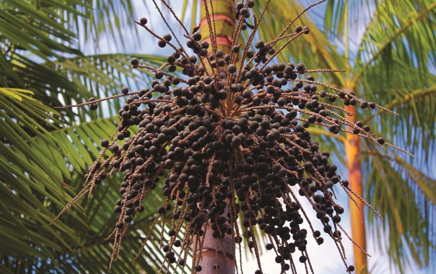 A lenda do Açaí