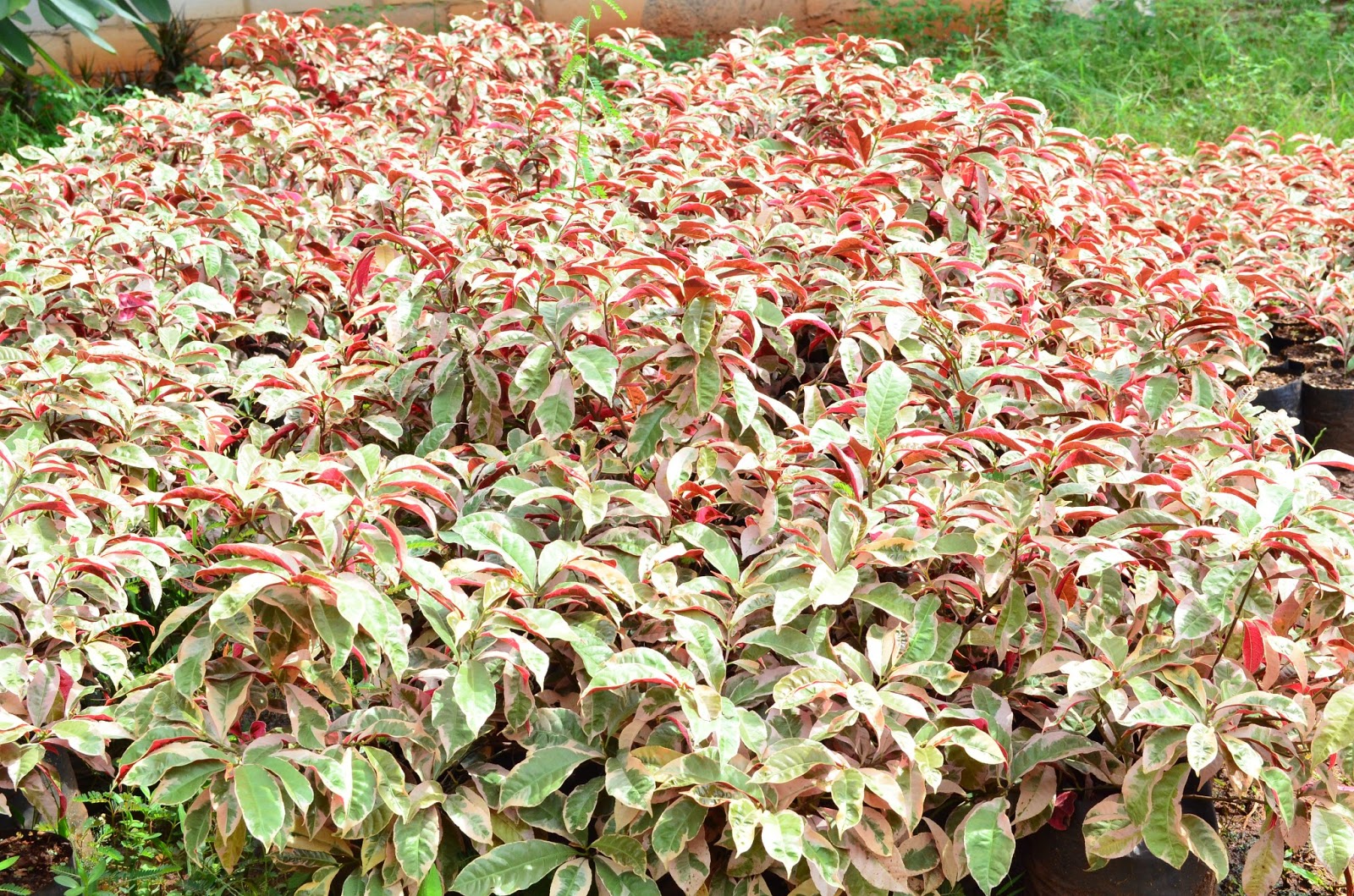 Mekar Jaya Flora: Sambang Dara