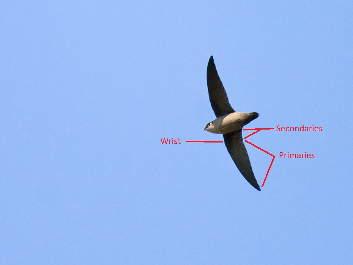 Greg in San Diego: Tutorial: How to Identify Birds in Flight