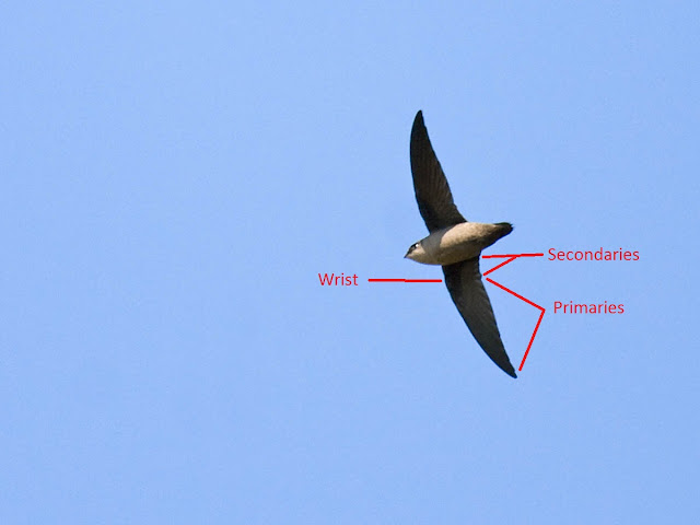 Greg in San Diego: Tutorial: How to Identify Birds in Flight