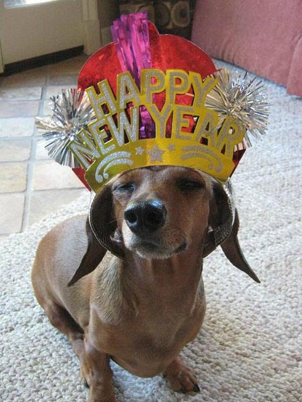 The Long and Short of it All: A Dachshund Dog News Magazine: Wasted Wiener