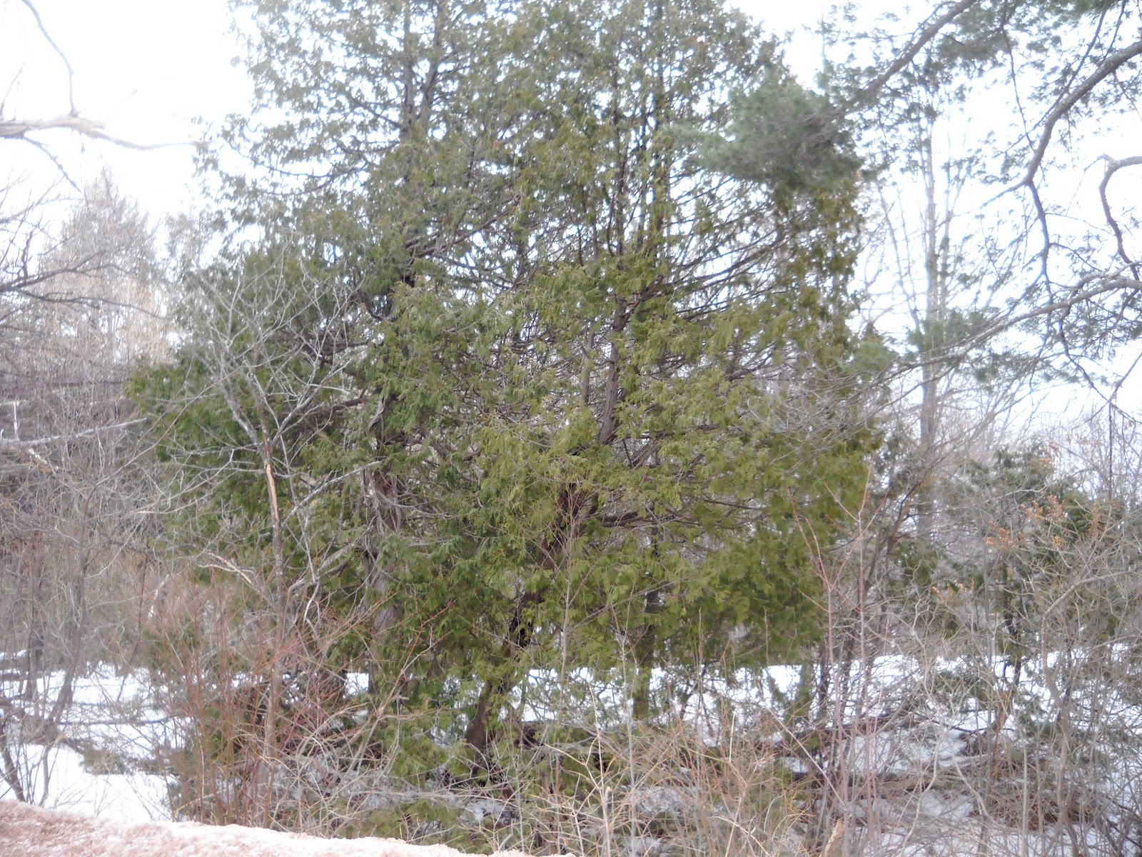 Art's Bayfield Almanac: 2/25/11 EASTERN WHITE CEDAR