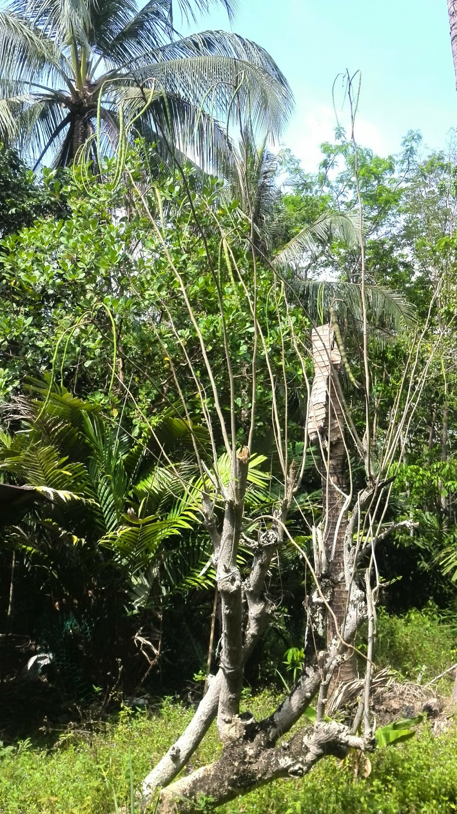 namakucella: KARI BUAH MUNGGAI a.k.a KACANG KELOR