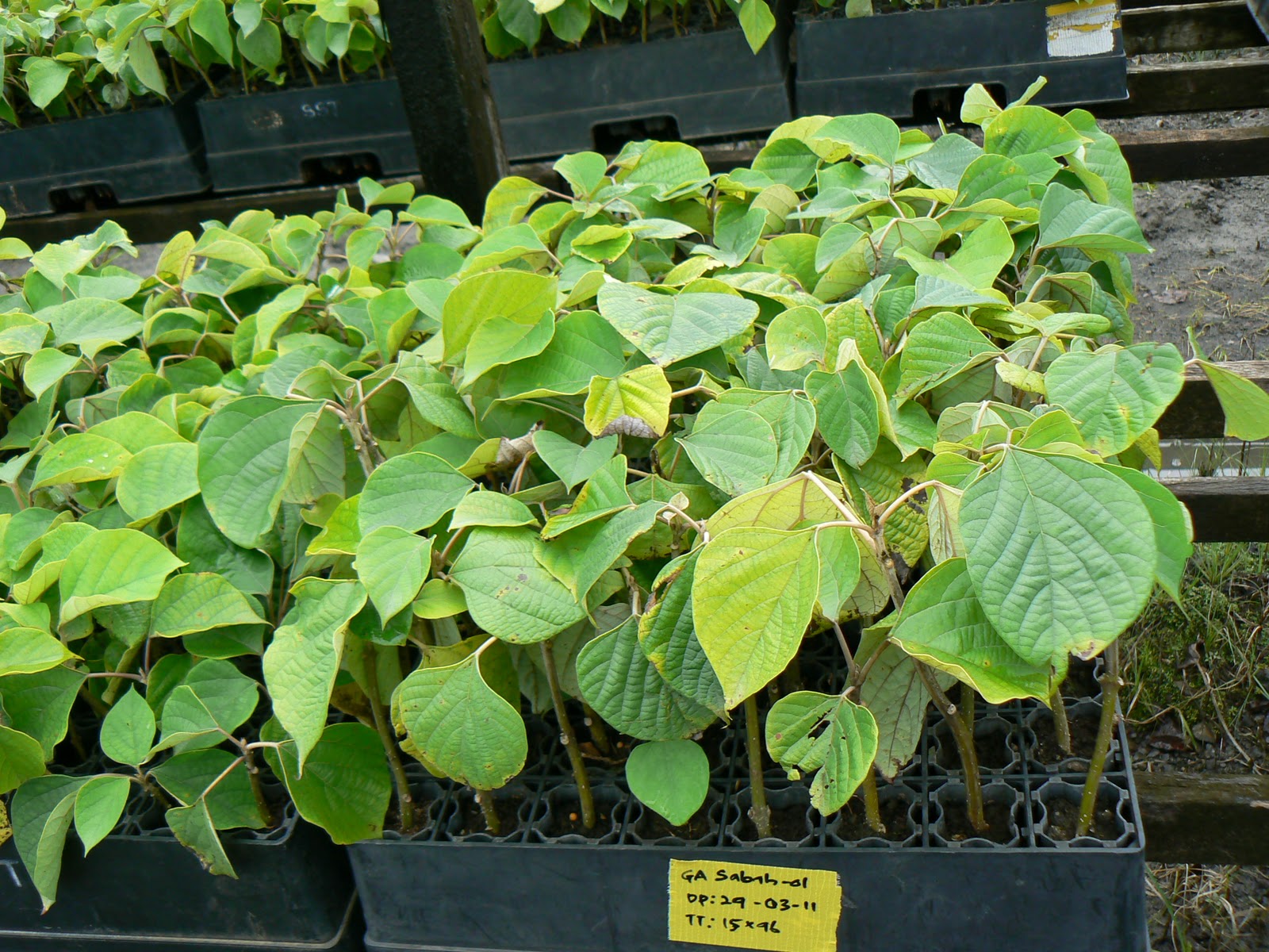 Reforestation Plantation : Gmelina arborea » Kesehatan