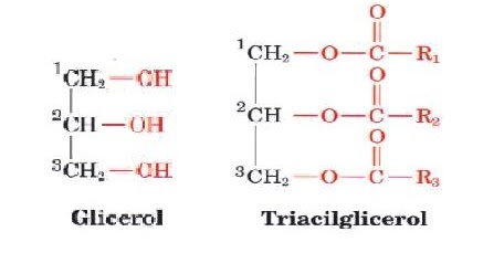 Lipídios - Abordagem de um Farmacêutico.: Triacilgliceróis