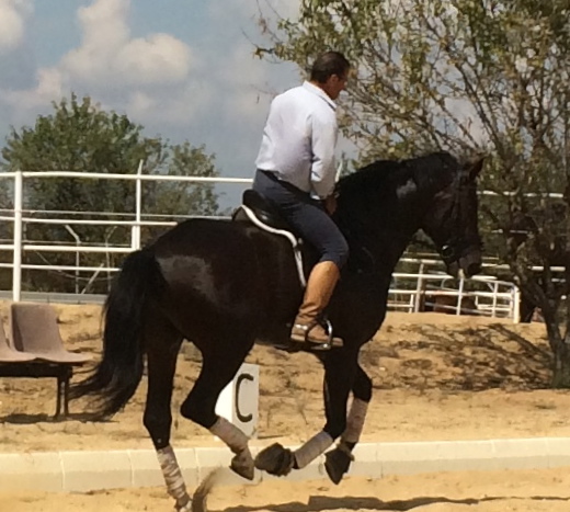 El galope | Escuela Hípica Riopudio